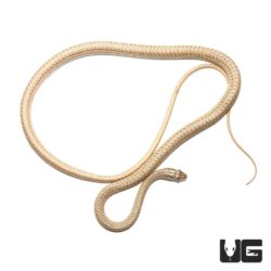 Schokari Sand Racer For Sale - Underground Reptiles