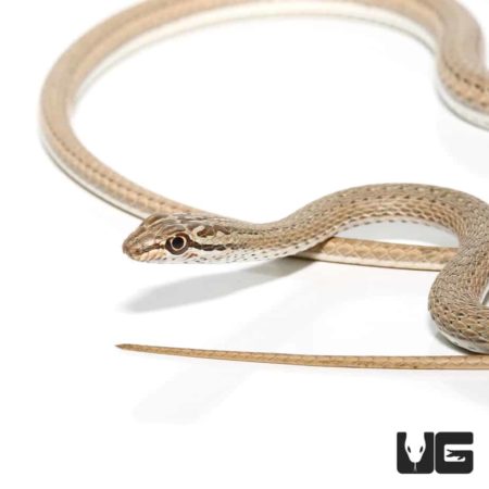 Schokari Sand Racer For Sale - Underground Reptiles