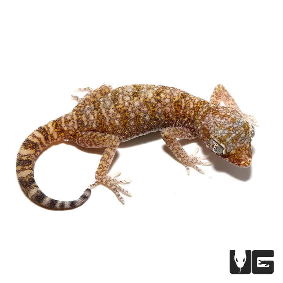 Short Fingered Geckos (Stenodactylus doriae) For Sale - Underground ...