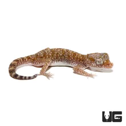 Short Fingered Geckos (Stenodactylus doriae) For Sale - Underground ...