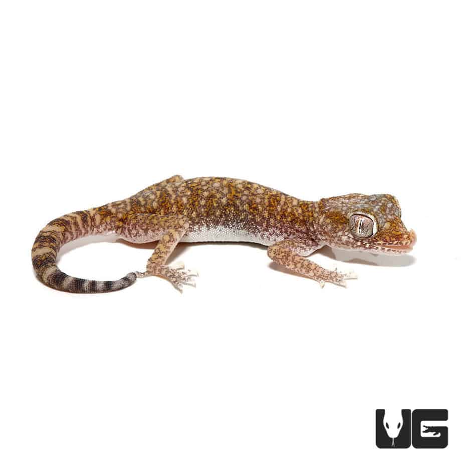 Short Fingered Geckos (Stenodactylus doriae) For Sale - Underground ...