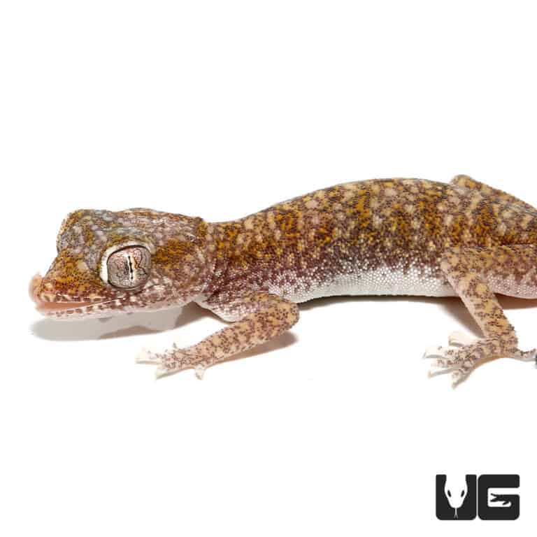 Short Fingered Geckos (Stenodactylus doriae) For Sale - Underground ...