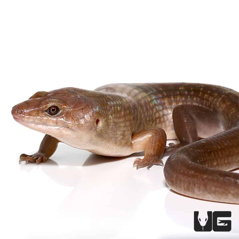 Solomon Island Ground Skinks For Sale - Underground Reptiles