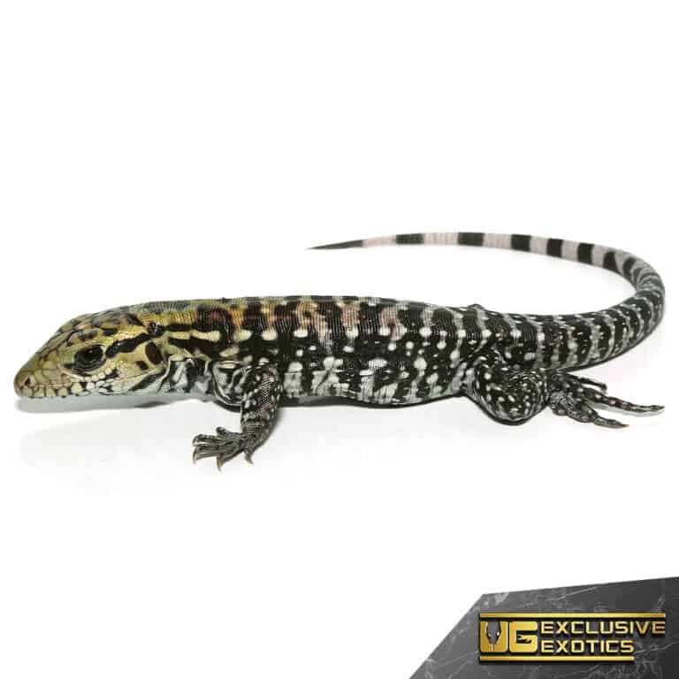 Baby Silver Panther Tegu for Sale - Underground Reptiles