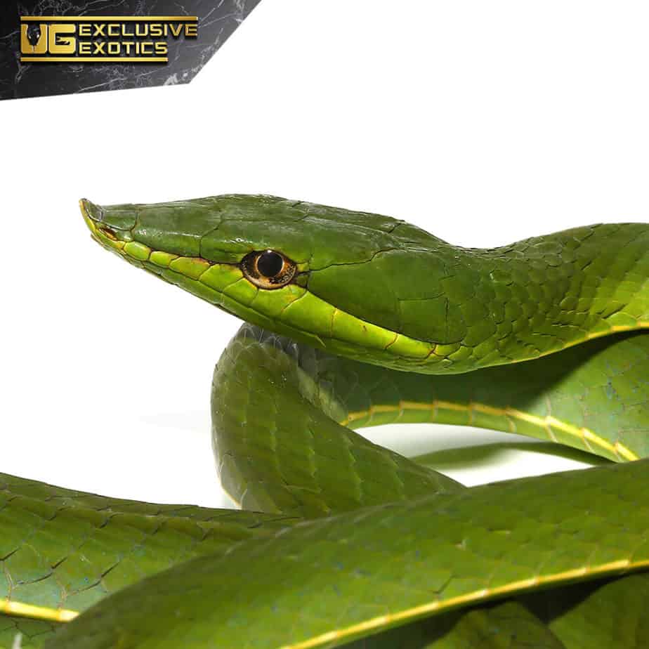 Giant Green Vine Snakes For Sale - Underground Reptiles