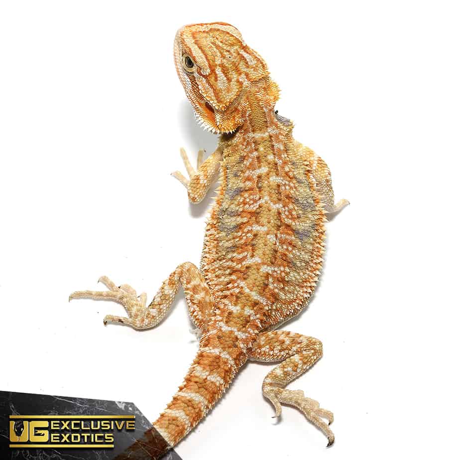 Bearded Dragons For Sale - Underground Reptiles