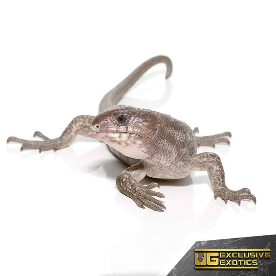 Skinks For Sale - Underground Reptiles