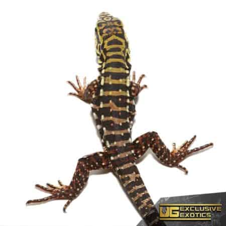 Captive Bred Tegus For Sale - Underground Reptiles