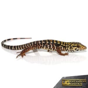 Baby Silver Panther Tegu for Sale - Underground Reptiles