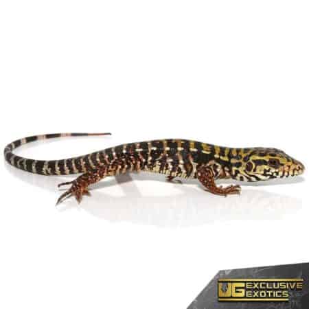 Baby Silver Panther Tegu for Sale - Underground Reptiles
