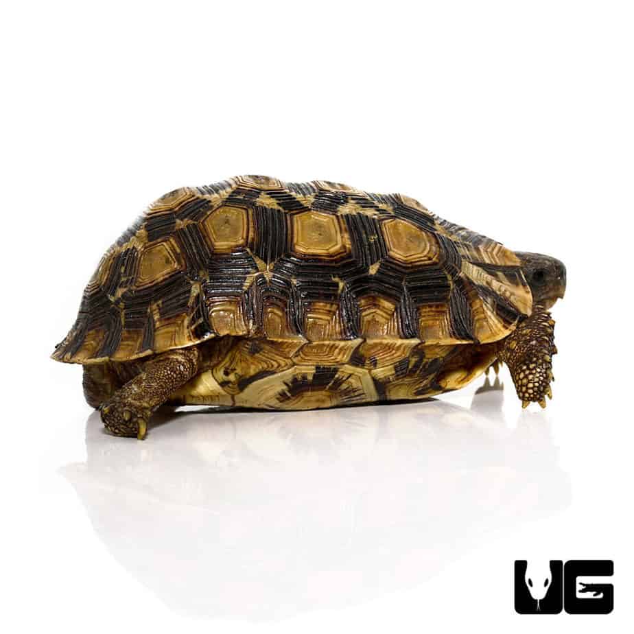 Tortoises For Sale - Underground Reptiles