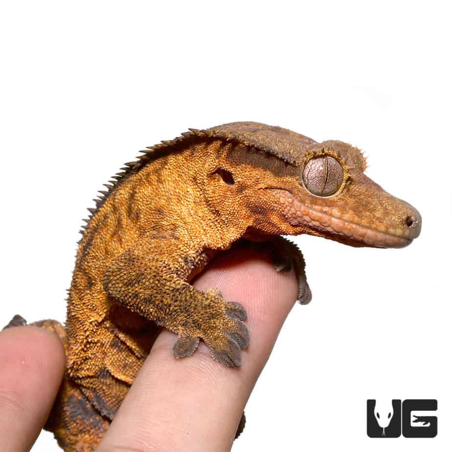 Baby Harlequin Partial Pinstripe Crested Geckos For Sale - Underground ...