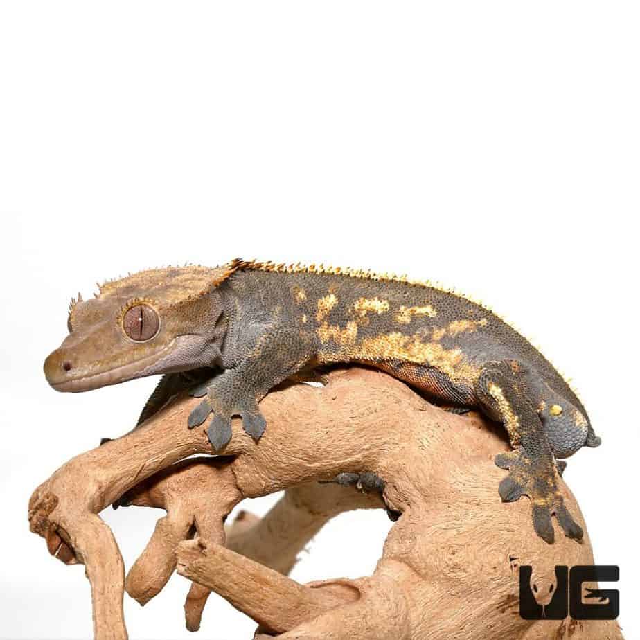 Baby Harlequin Partial Pinstripe Crested Geckos For Sale - Underground ...