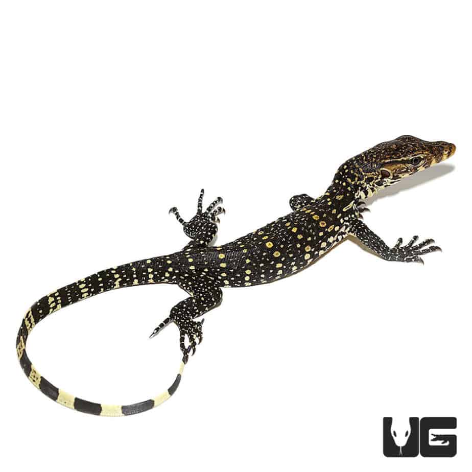 Baby Asian Water Monitors (Varanus salvator) For Sale - Underground ...