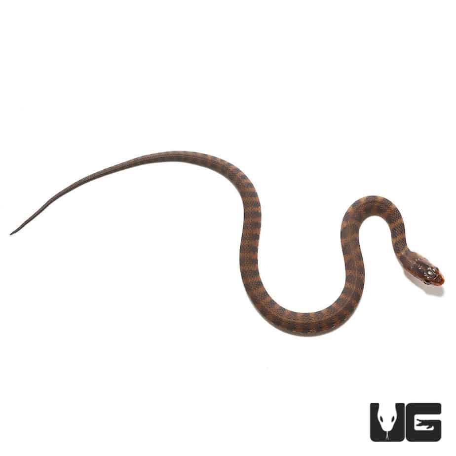 Baby Banded Water Snakes (Nerodia fasciata) For Sale - Underground Reptiles