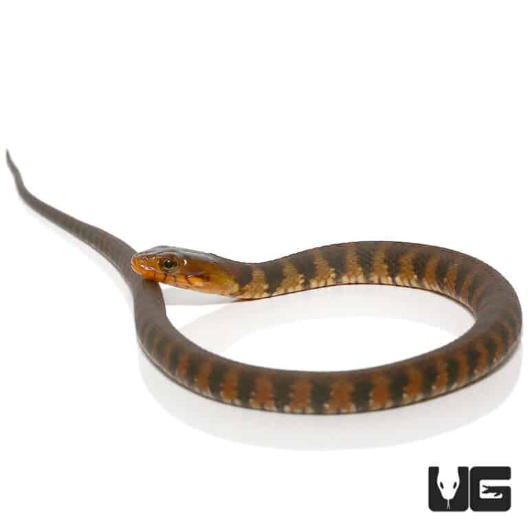 Baby Banded Water Snakes (Nerodia fasciata) For Sale - Underground Reptiles