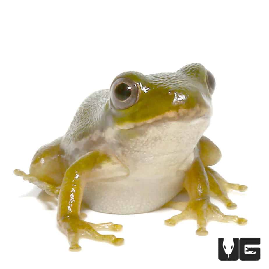 Barking Tree Frogs For Sale - Underground Reptiles