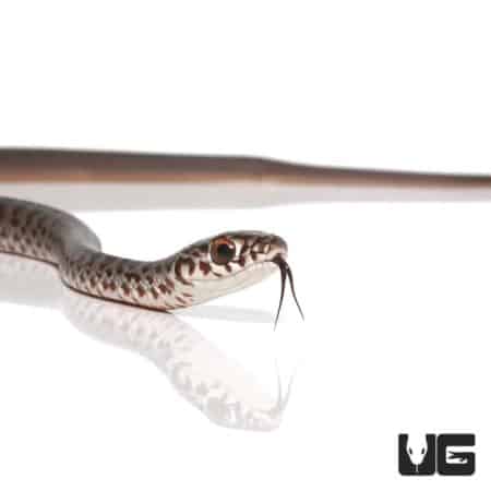 Baby Black Racer Snake For Sale - Underground Reptiles