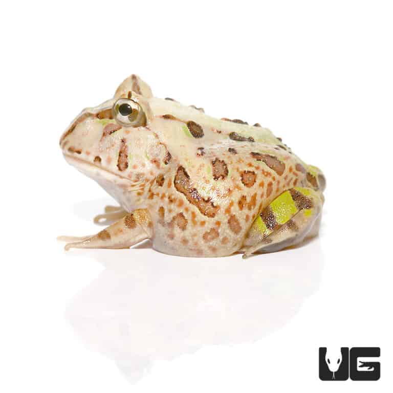 Baby Brazilian Horned Frog - Underground Reptiles