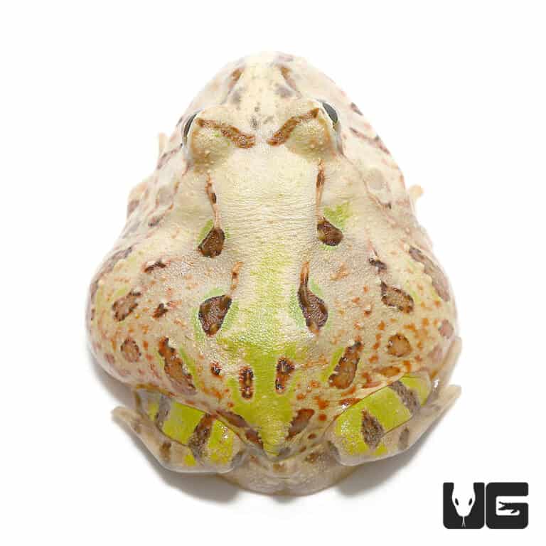 Baby Brazilian Horned Frog - Underground Reptiles