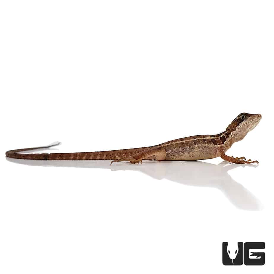 Baby Brown Basilisks (Basiliscus vittatus) For Sale - Underground Reptiles