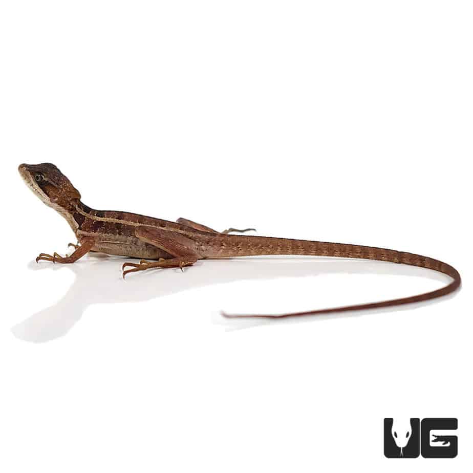 Baby Brown Basilisks (Basiliscus vittatus) For Sale - Underground Reptiles