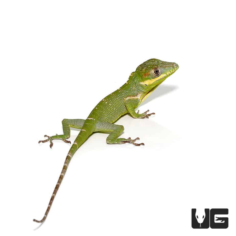 Anoles For Sale - Underground Reptiles
