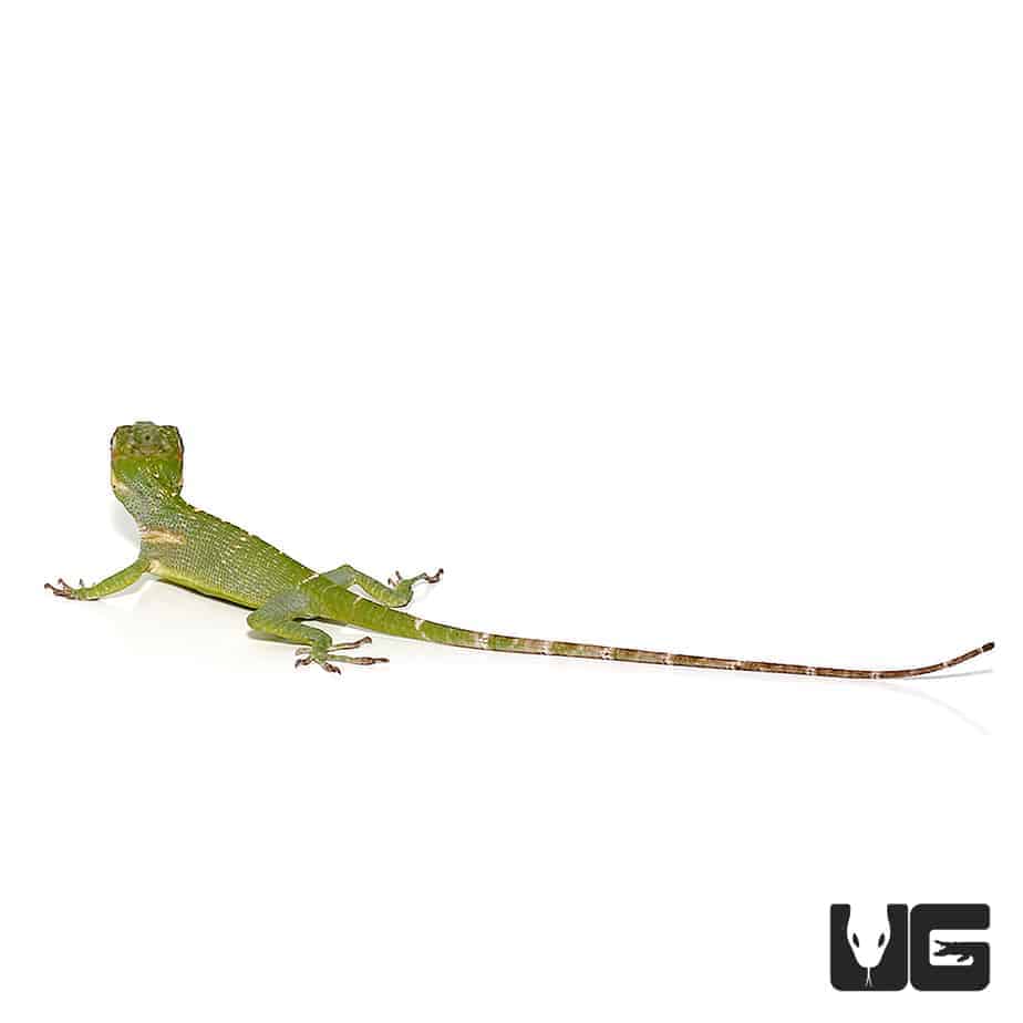 Baby Cuban Knight Anoles (Anolis equestris) For Sale - Underground Reptiles