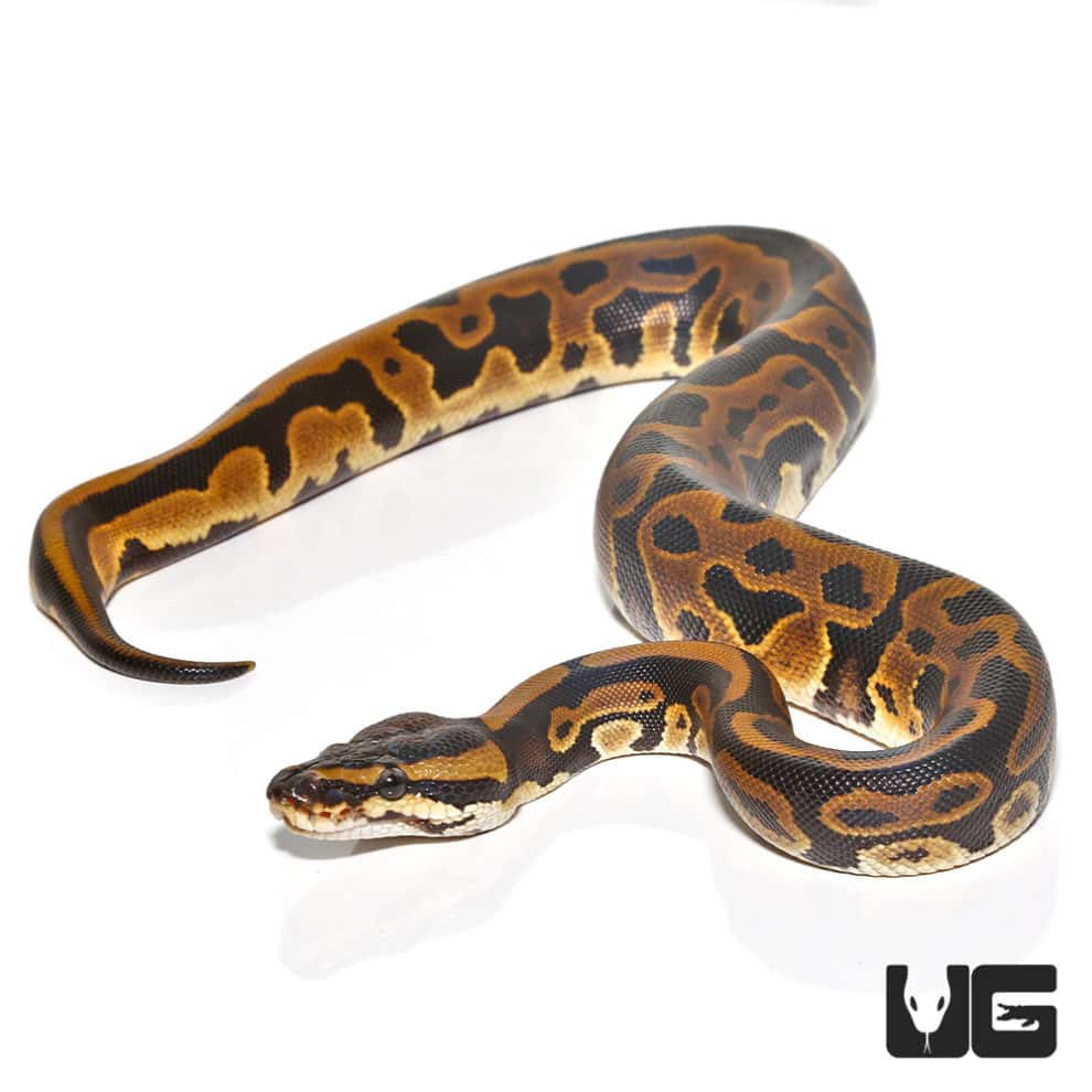 Female Leopard Ball Pythons For Sale - Underground Reptiles