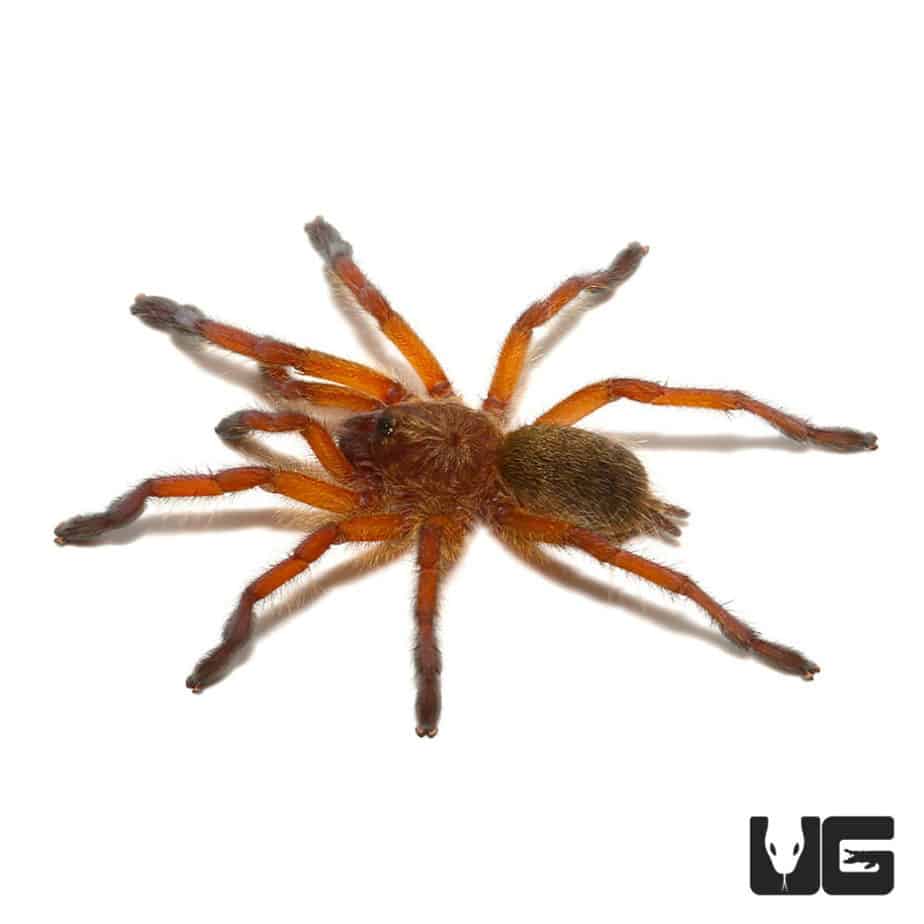 Golden Blue Leg Baboon Tarantula (.5 - .75'') - Underground Reptiles