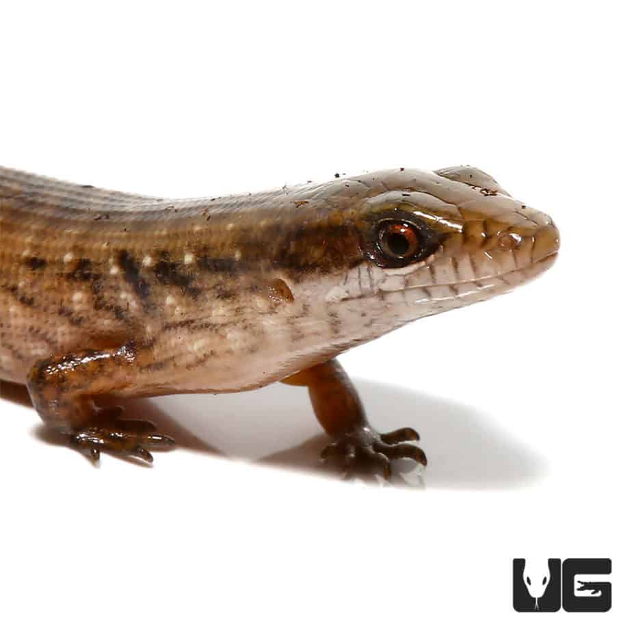 Baby Giant Hatian Galliwasps (Celestus warreni) For Sale - Underground ...