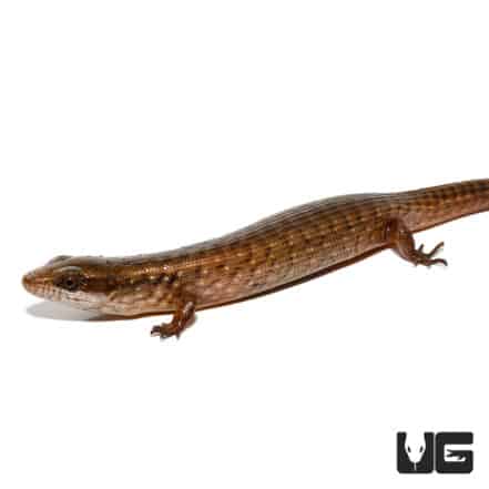 Baby Giant Hatian Galliwasps (Celestus warreni) For Sale - Underground ...