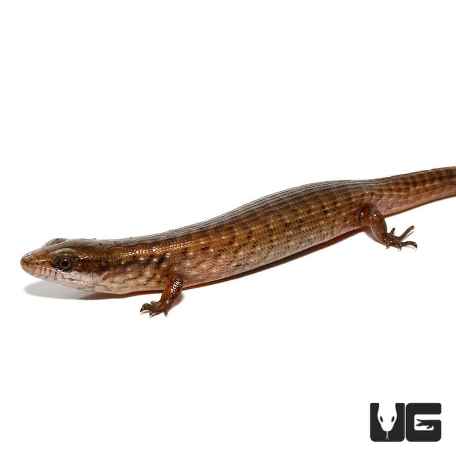 Baby Giant Hatian Galliwasps (Celestus warreni) For Sale - Underground ...