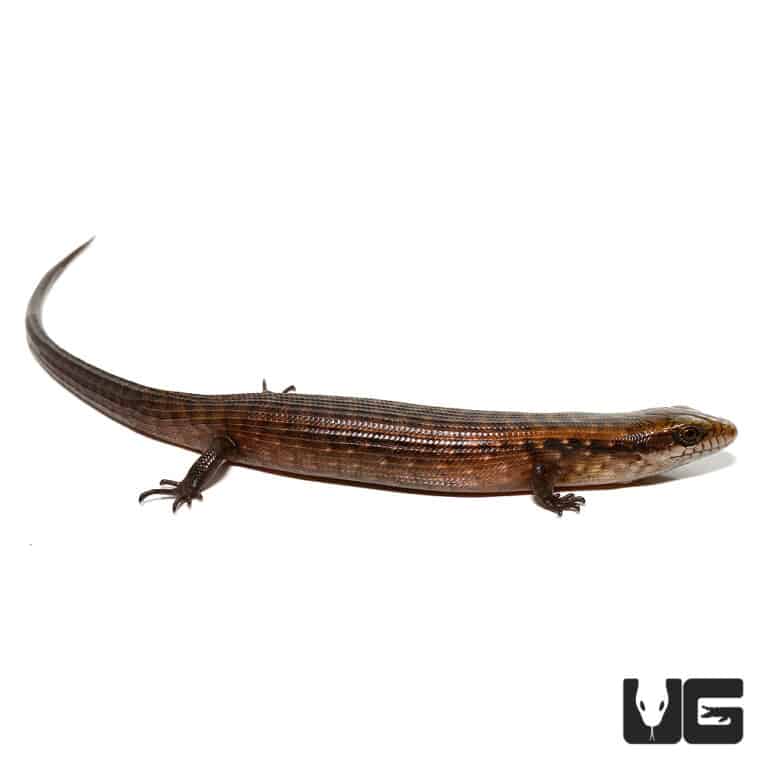 Baby Giant Hatian Galliwasps (Celestus warreni) For Sale - Underground ...