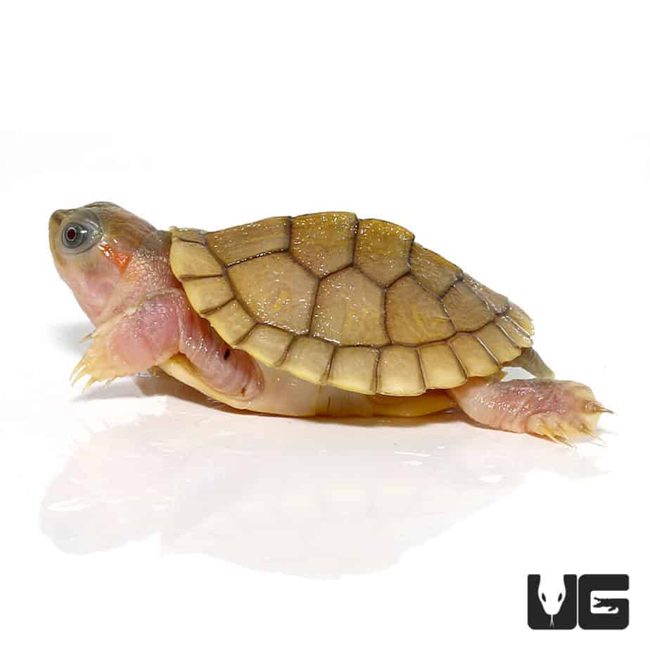 Baby Hybino Red Ear Slider Turtles (Trachemys scripta elegans) For Sale ...