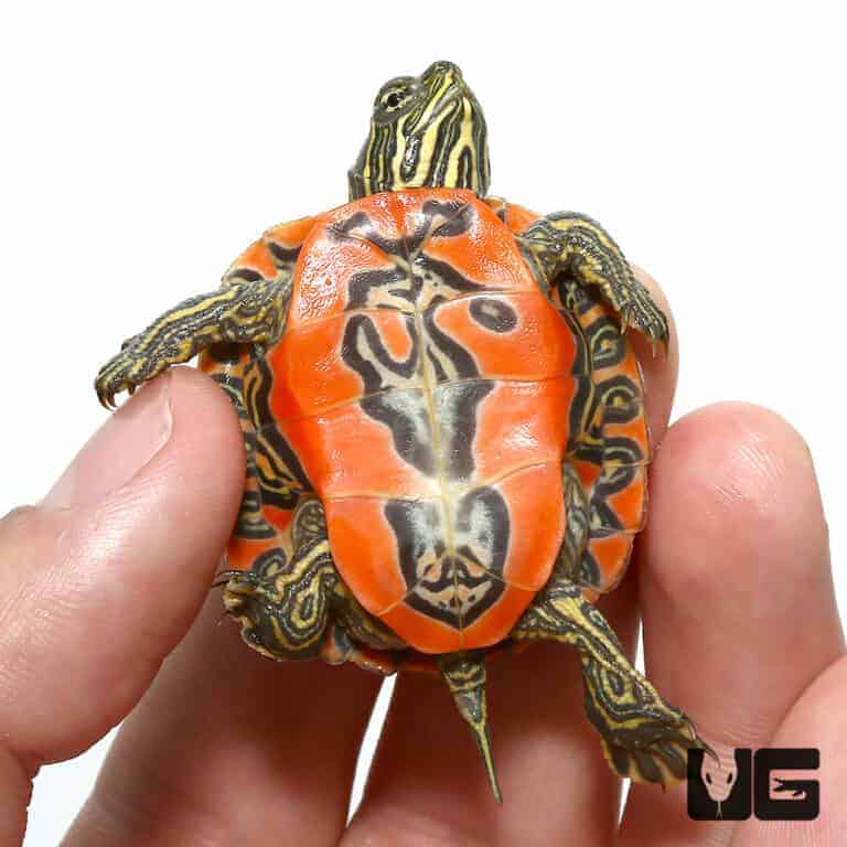 Turtles For Sale - Underground Reptiles