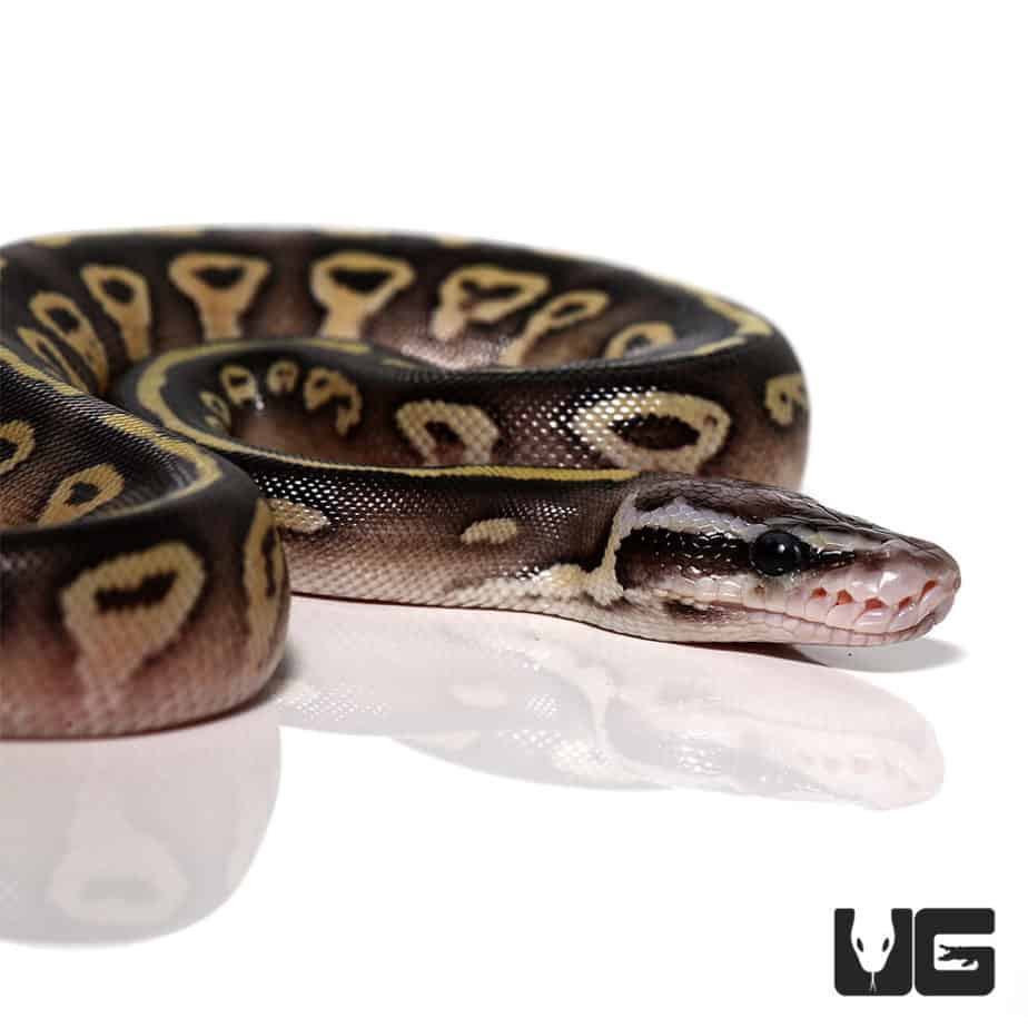 Baby Baby Champagne Enchi Pastel Pinstripe Ball Python For Sale ...