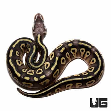 Ball Pythons For Sale - Underground Reptiles