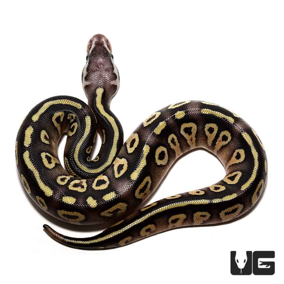 Baby Baby Champagne Enchi Pastel Pinstripe Ball Python For Sale ...