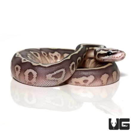 Baby Ball Pythons For Sale - Underground Reptiles