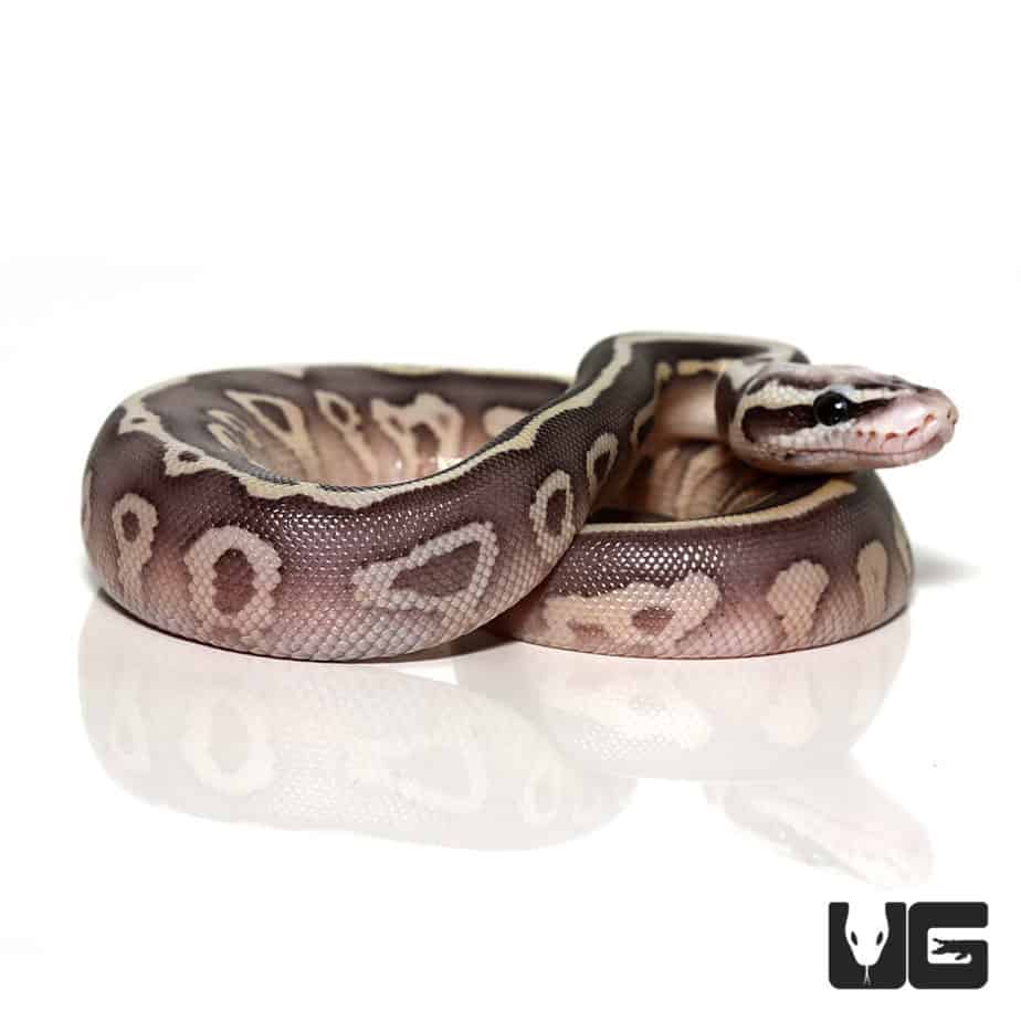 Baby Ball Pythons For Sale - Underground Reptiles