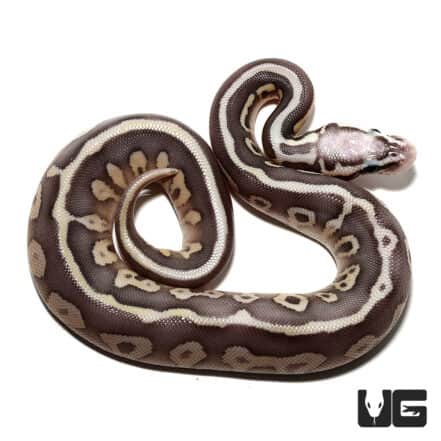 Baby Ball Pythons For Sale - Underground Reptiles
