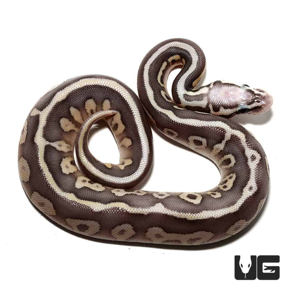 Baby Ball Pythons For Sale - Underground Reptiles