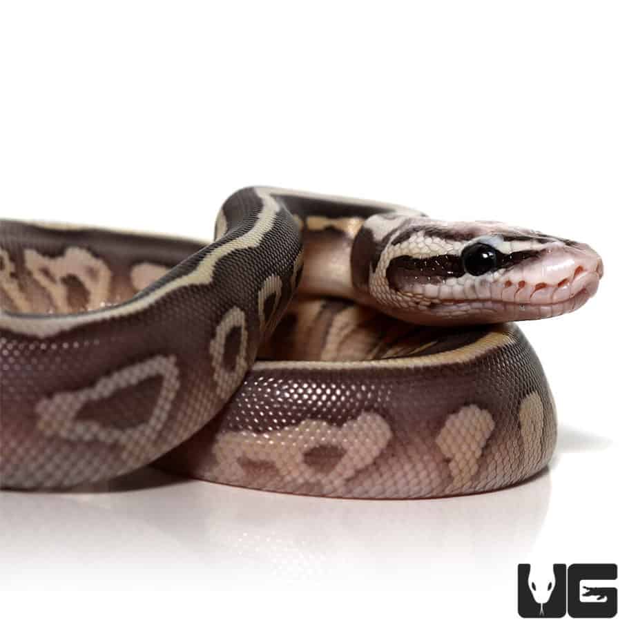 Baby Ball Pythons For Sale - Underground Reptiles