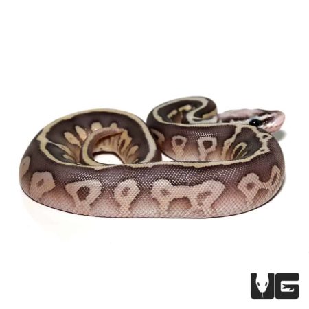 Baby Ball Pythons For Sale - Underground Reptiles