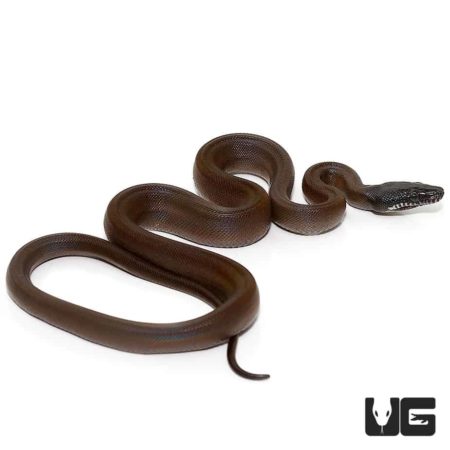 Pythons For Sale - Underground Reptiles