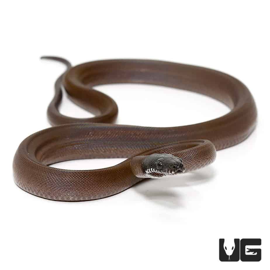 Baby D'Alberts White Lipped Python (Lamprolepis smaragdina) For Sale ...