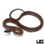 Baby D'Alberts White Lipped Python (Lamprolepis smaragdina) For Sale ...