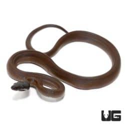 Baby D'Alberts White Lipped Python (Lamprolepis smaragdina) For Sale ...