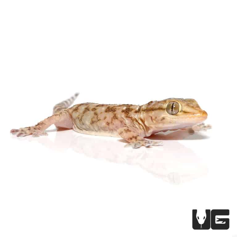 White Spot Gecko For Sale - Underground Reptiles